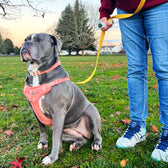 Quick-Control Dog Leash – Pacific North Pets